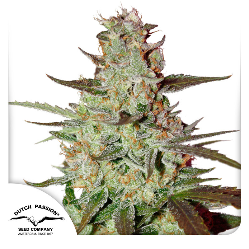 Buy Blue Auto Mazar Cannabis Seeds | Dutch Passion USA