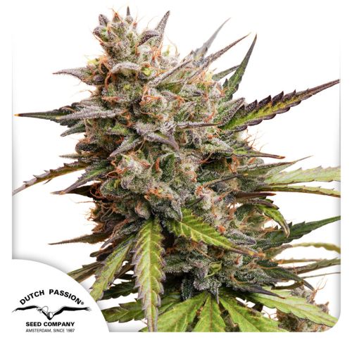 Buy Auto Melonade Runtz Cannabis Seeds | Dutch Passion USA