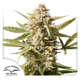 Buy Auto Cinderella Jack Cannabis Seeds | Dutch Passion USA